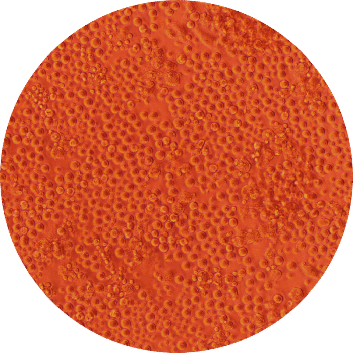 PBMC Collection and iPSC Reprogramming - Greenstone Biosciences