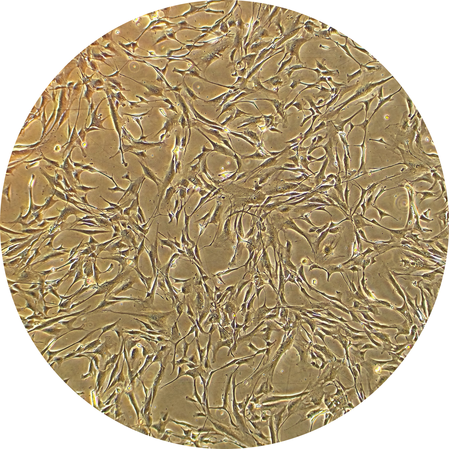 Smooth Muscle Cells - Greenstone Biosciences