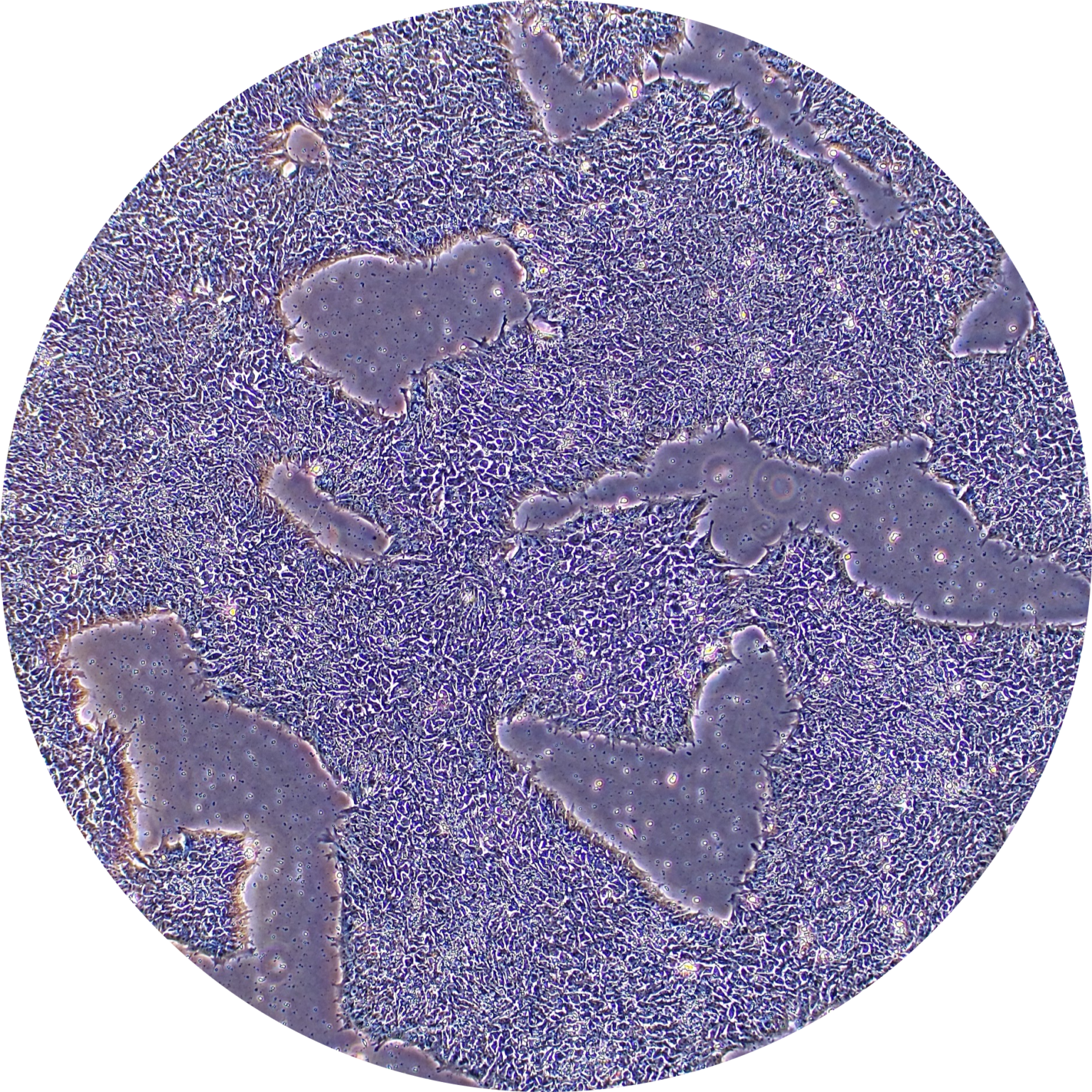 iPSC - Greenstone Biosciences